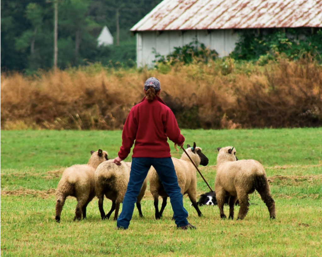 PyTorch Mobile 演示应用概述 – PyTorch - PyTorch 框架