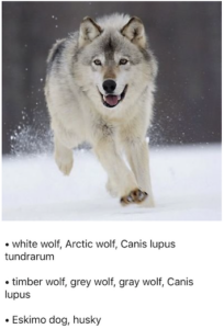 PyTorch Mobile 演示应用概述 – PyTorch - PyTorch 框架